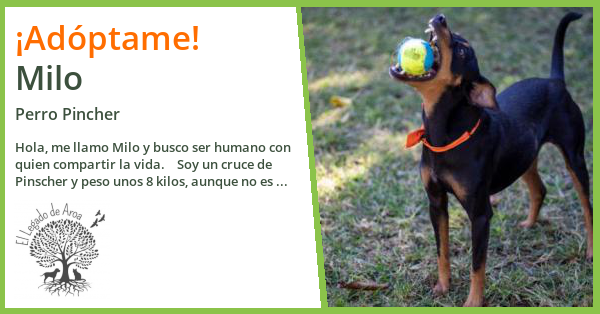 El Legado de Aroa - Ficha de Milo