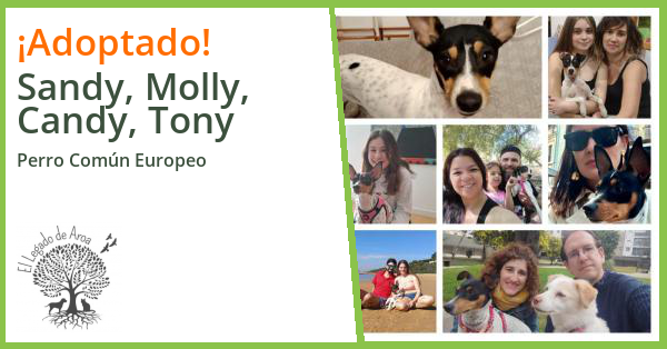 El Legado de Aroa - Adopción de Sandy, Molly, Candy, Tony